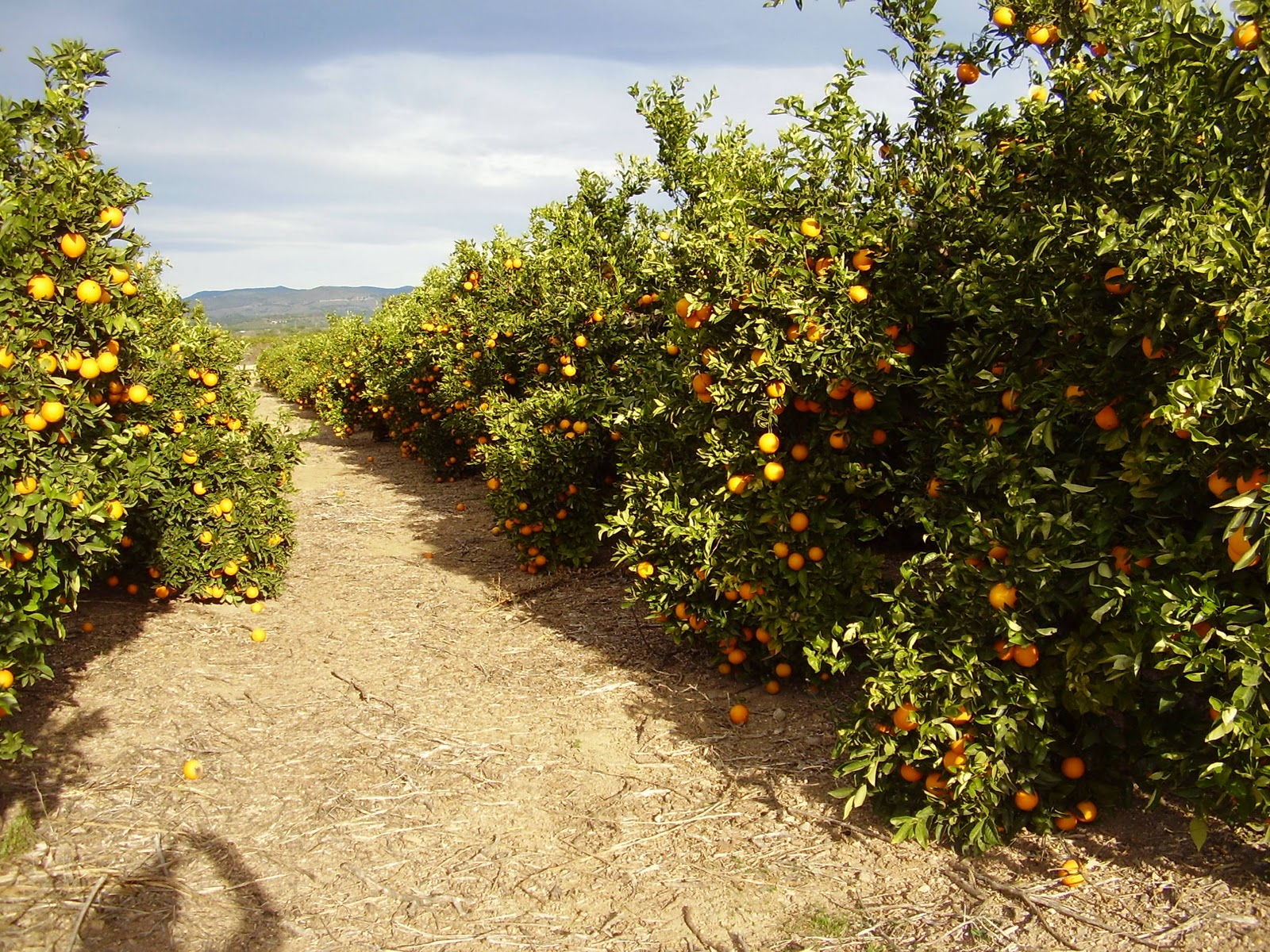 NARANJAS CLAUDIA: naranjas claudia