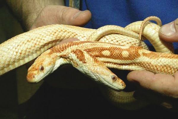 Harlequin Movement: Polycephaly