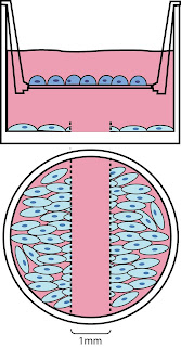 SeattleZap: scratch assay