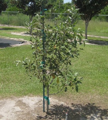 Gardening in Central Florida: "Sand" pears at Keene Acres