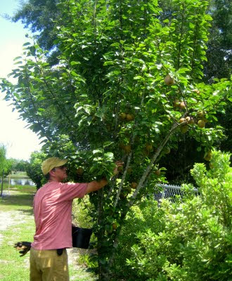 Gardening in Central Florida: "Sand" pears at Keene Acres
