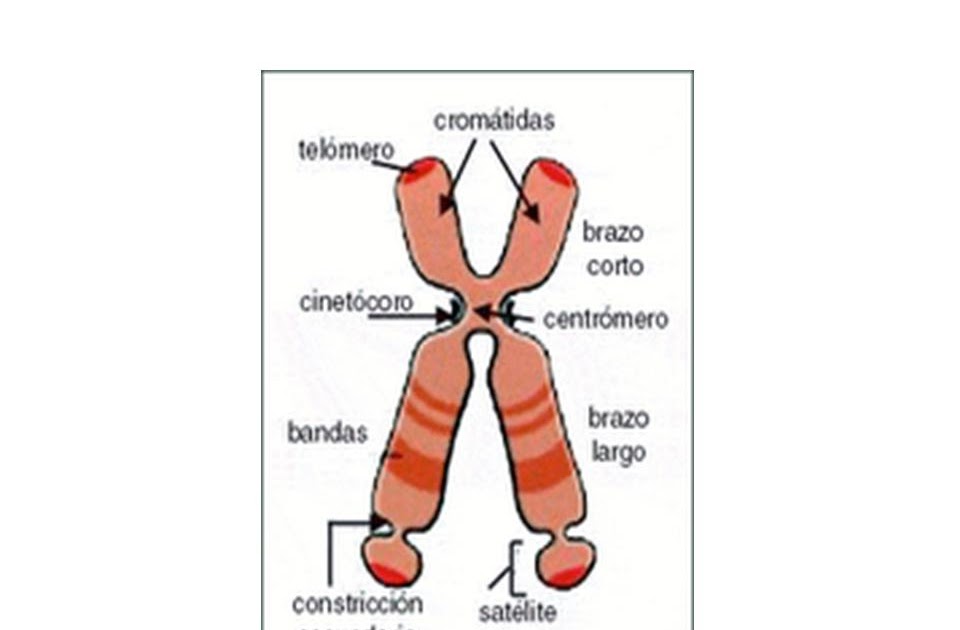 2b biologia: Partes de un cromosoma