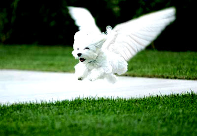 Laur!feR DesigN: Perro Volador