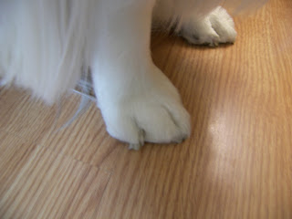 Sadie and Elliott: 2 Spoiled English Springer Spaniels: Fuzzy Feet