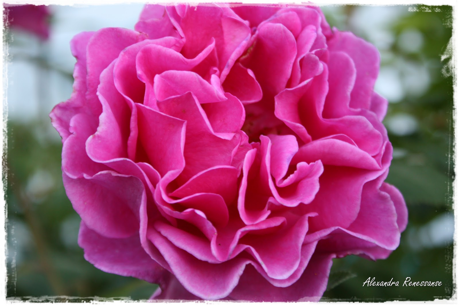 Parkvegens Hageglede: Rosene i Parkvegen