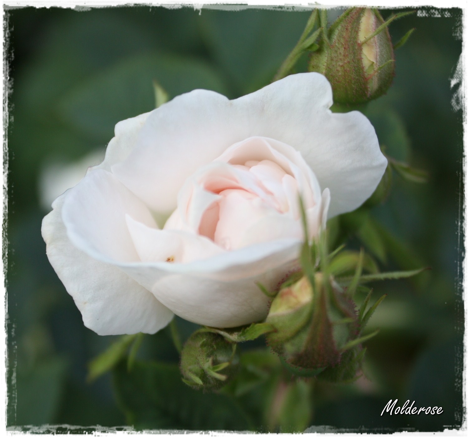 Parkvegens Hageglede: Rosene i Parkvegen