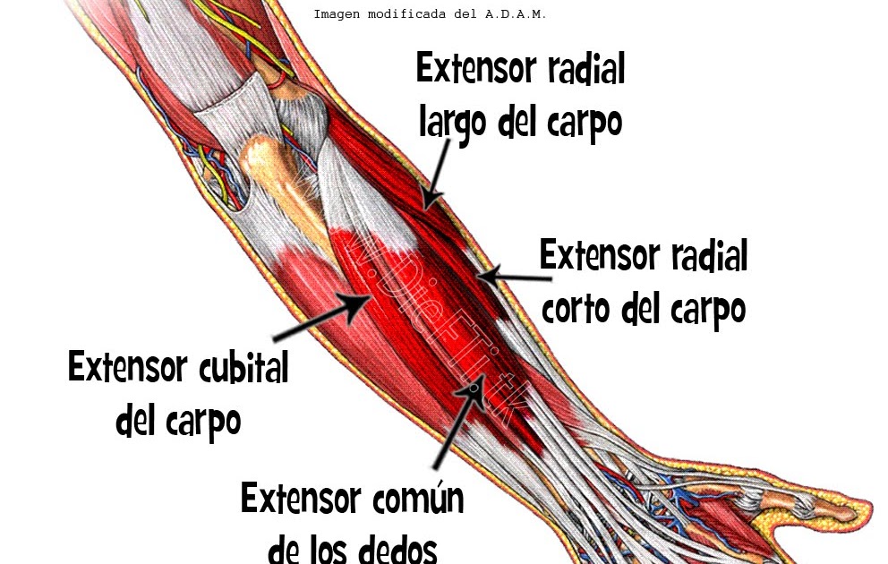 DieFTi - Tu guía de entrenamiento.: Músculos antebrazo II