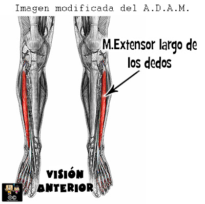DieFTi - Tu guía de entrenamiento.: septiembre 2009