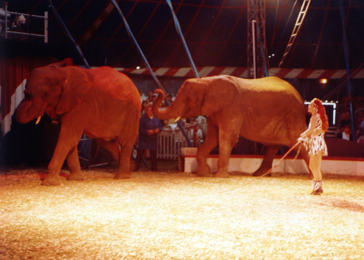 A friend of the Circus: Sally Ann Roncescu, Elephants and Zebra ...