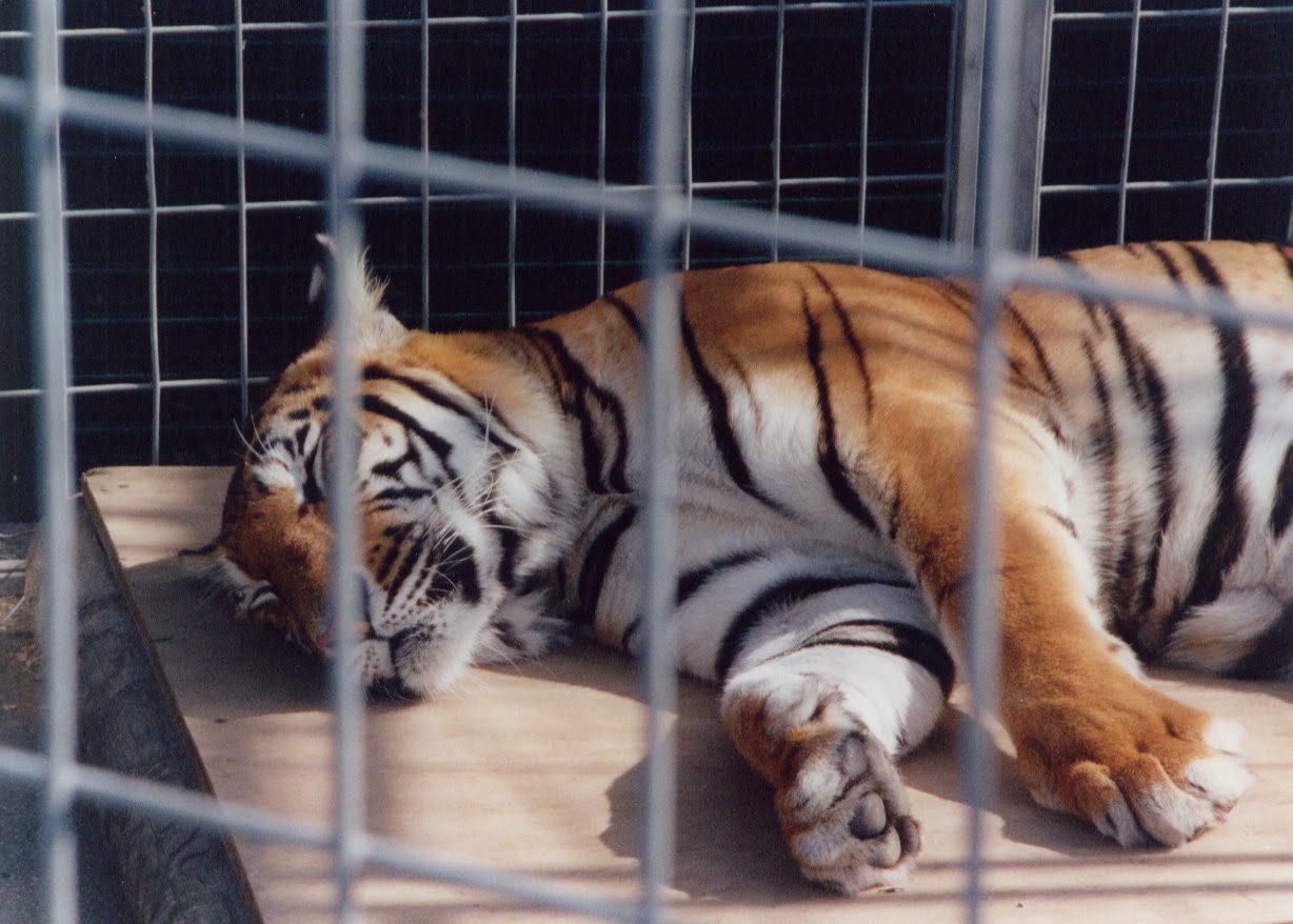 A friend of the Circus: Mary Chipperfields Tigers, Superdome Circus ...