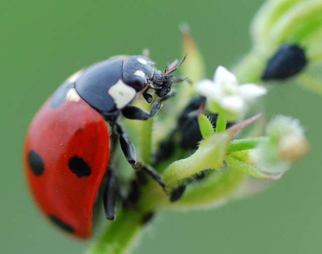 Babasiga: Ladybirds