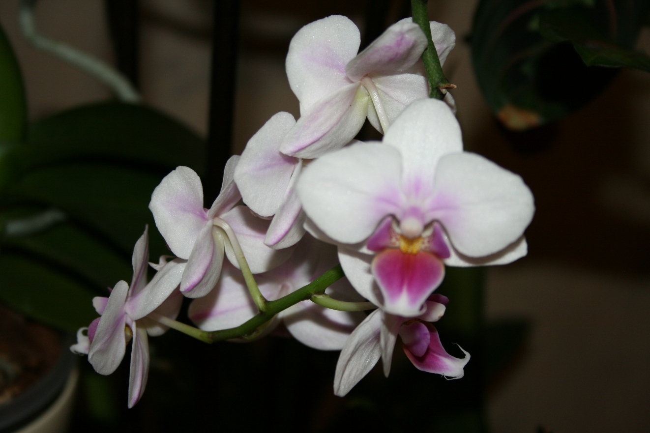 minu tegemised aias: 20. november