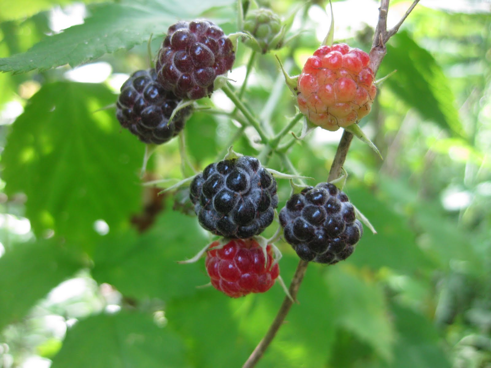 New and ...Improving?: Photos: Wild Outdoors of Wisconsin