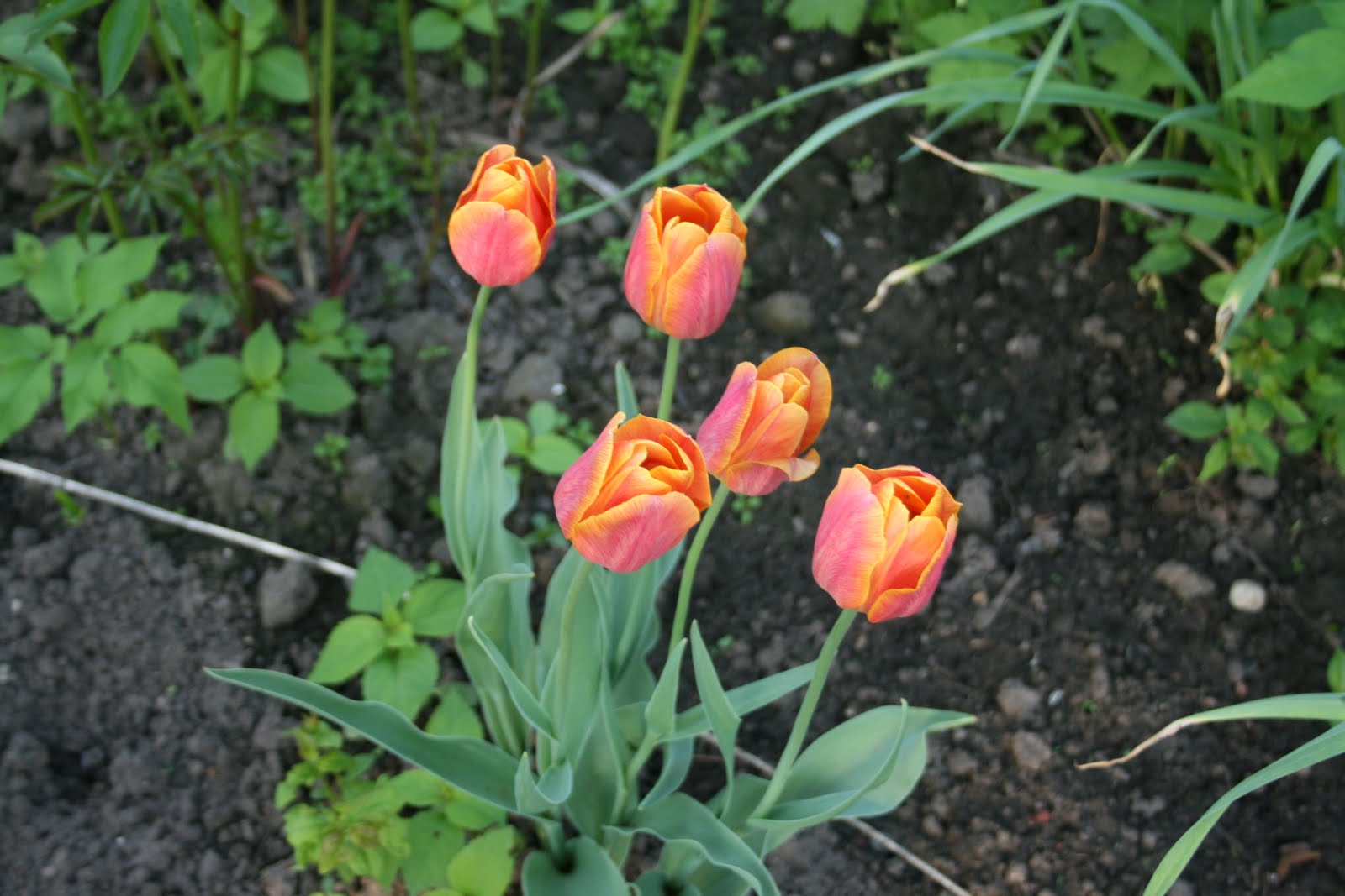 pildipostitus: tulbid (2.osa)