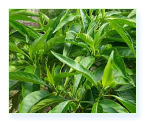 Herbal Cure herb tips online http:// www.herbcu.com: ADUSA ADHATODA ...