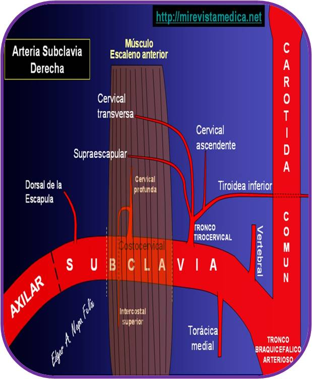 arteria subclavia y sus ramas , escalenos: arteria suclavia y escalenos