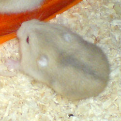 PETSHOP HAMSTER