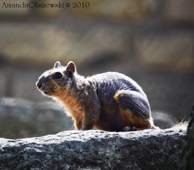 Amanda Olszewski ::: Photography Enthusiast: sick squirrel