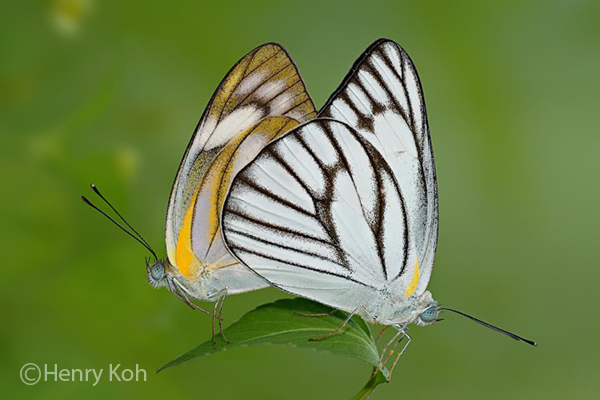 Butterflies of Singapore: Life History of the Striped Albatross