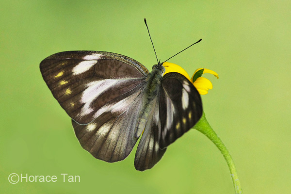 Butterflies of Singapore: Life History of the Striped Albatross