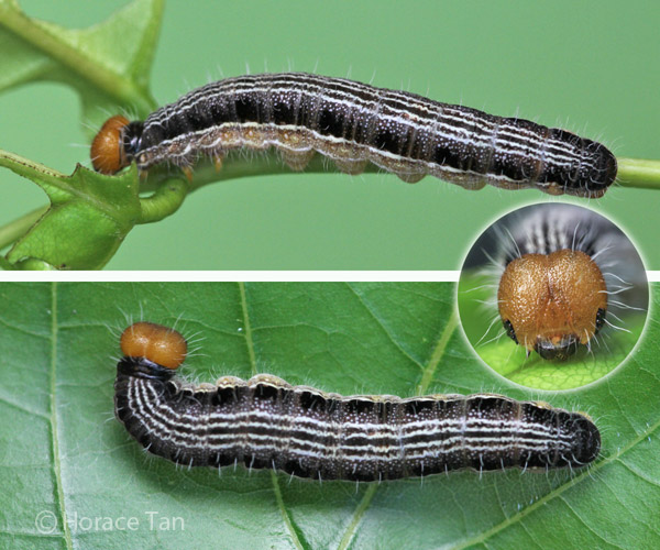 Butterflies of Singapore: Life History of the Common Banded Awl