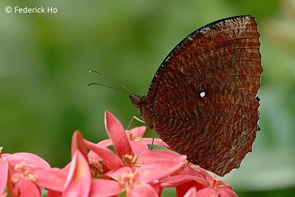 Butterflies of Singapore: Life History of the Common Palmfly