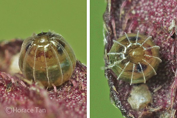 Butterflies of Singapore: Life History of the Chocolate Pansy