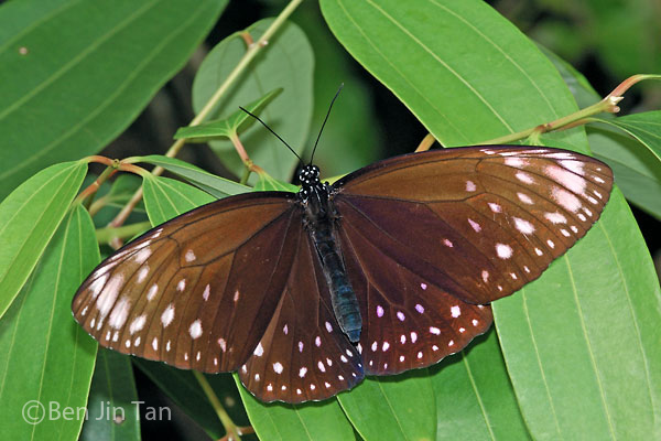 Common Crow Butterfly Chrysalis