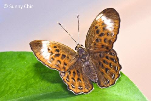 Butterflies of Singapore: Life History of the Harlequin