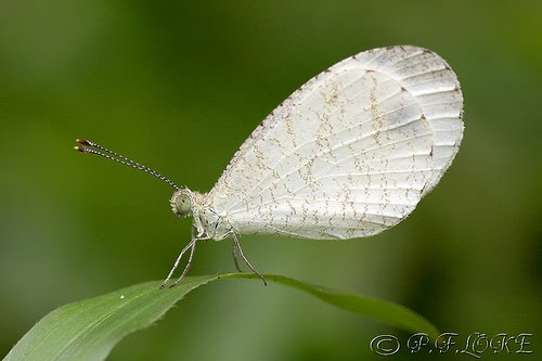 Butterflies of Singapore: Life History of the Psyche