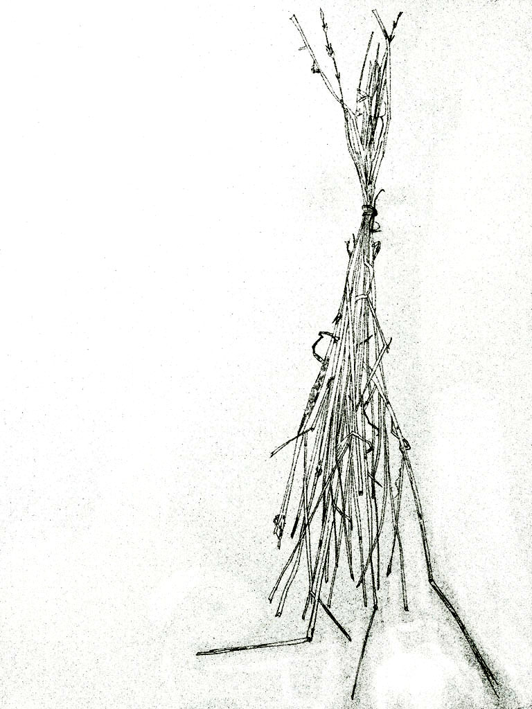 Rebecca Z. Grodofsky: ink drawings