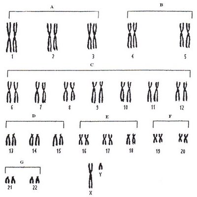 BIOLOGIA26: CARIOTIPOS
