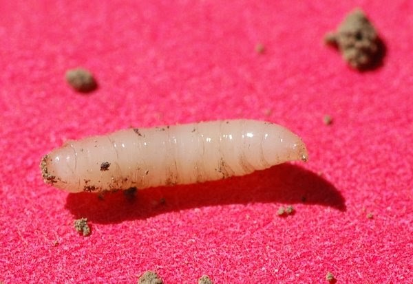 A Lady Reveals Nothing: Sunday Favorites: The Maggot