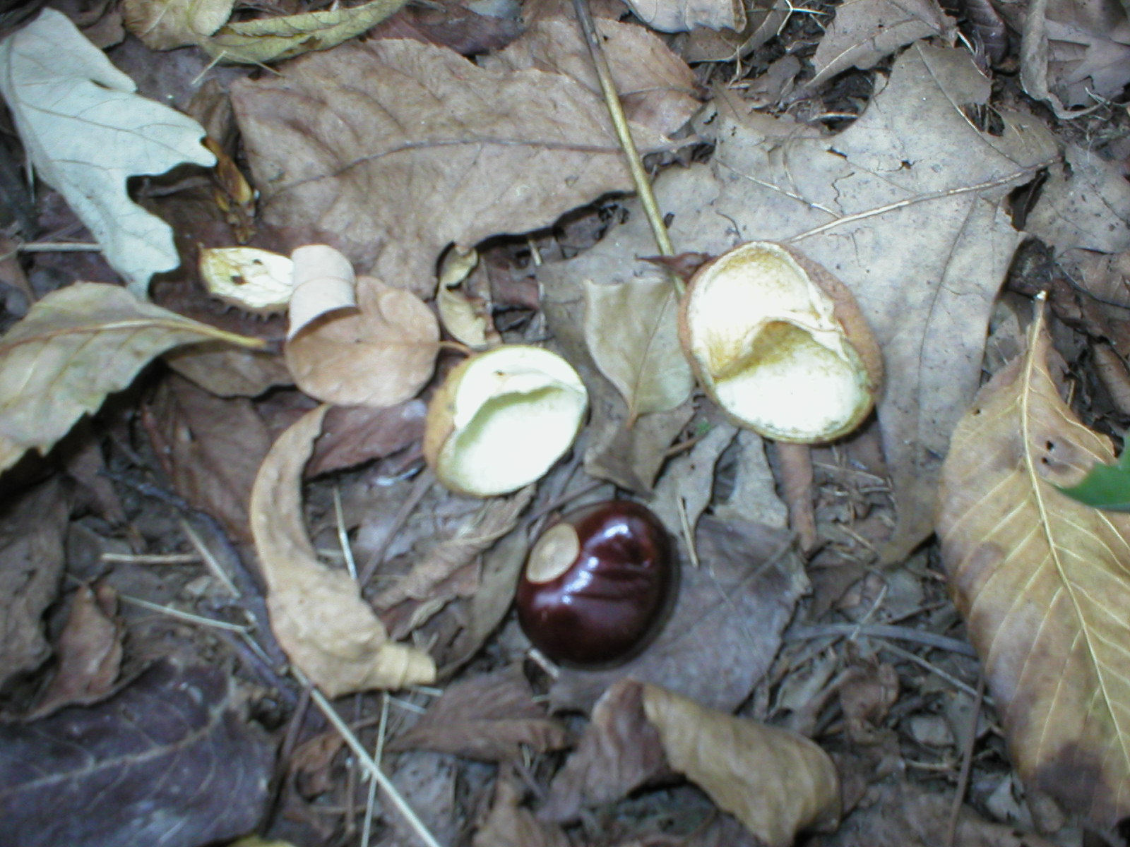 Hhop's Nature Walk: Misc. Wild Plants