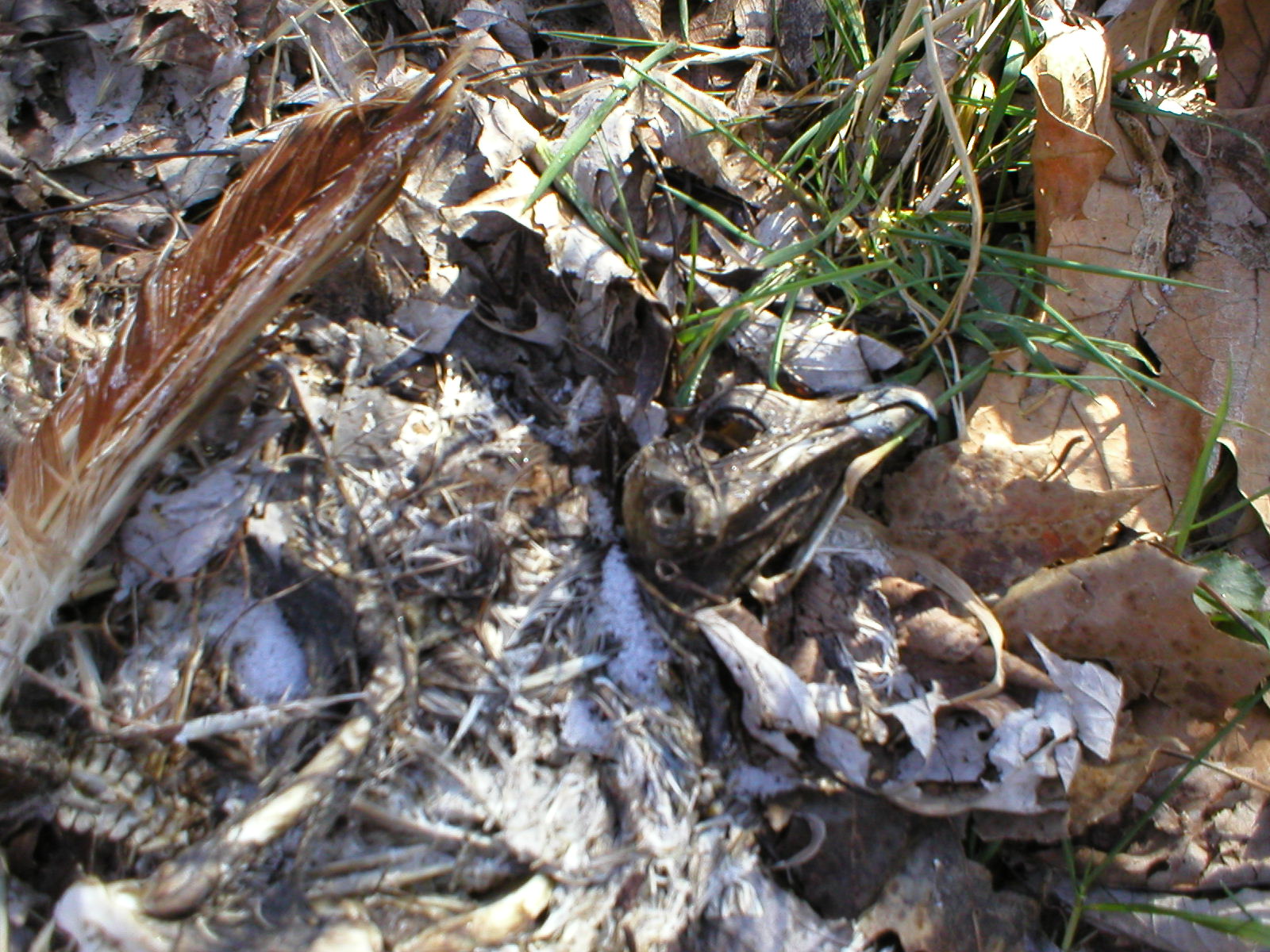 Hhop's Nature Walk: Nature's Life Cycle
