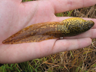 Seabird Island Indian Band Oregon Spotted Frog Project: Bullfrog Tadpoles