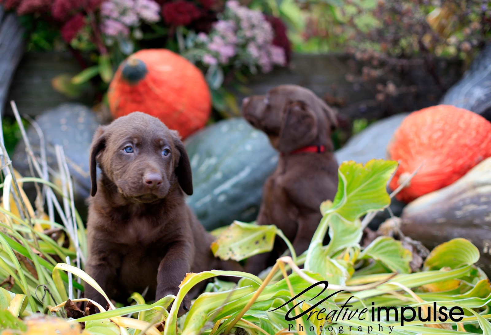 Creative Impulse: Silver and Chocolate Lab Puppies