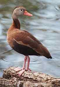 Aura Esperanza Giraldo Badillo: Envenenamiento a pisingos: Riesgo a ...