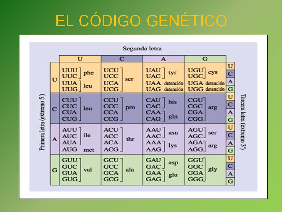 EL BIO BLOG HERRERIANO: CÓDIGO GENÉTICO