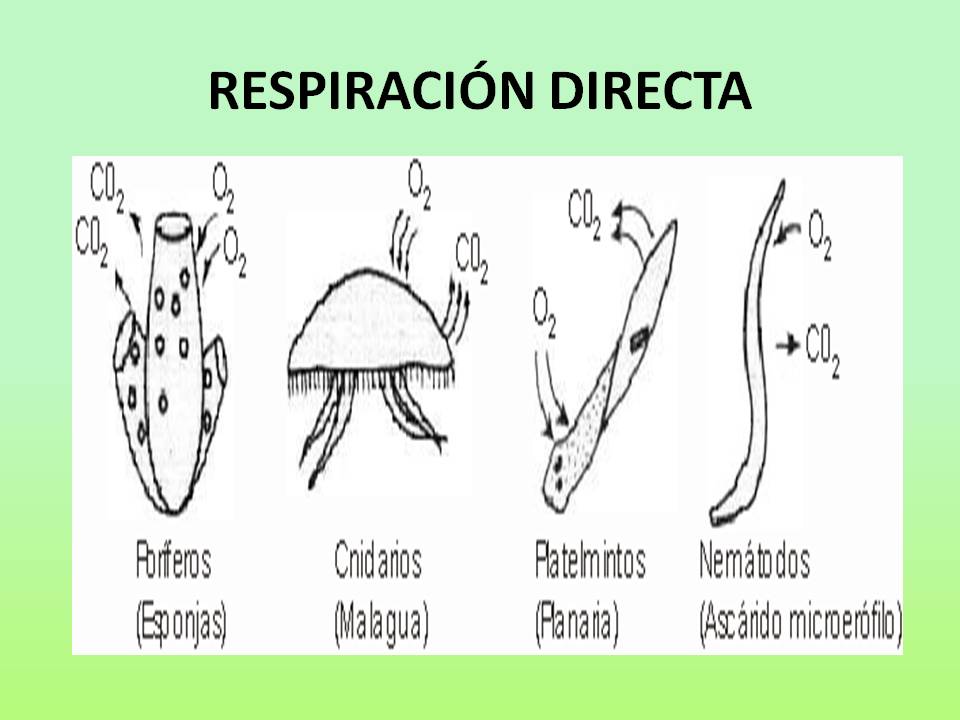 EL BIO BLOG HERRERIANO: RESPIRACIÓN EN LOS SERES VIVOS