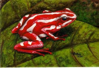 PraitthConstance: Galeria fotográfica: Las ranas más coloridas