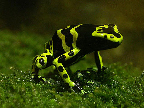 PraitthConstance: Galeria fotográfica: Las ranas más coloridas