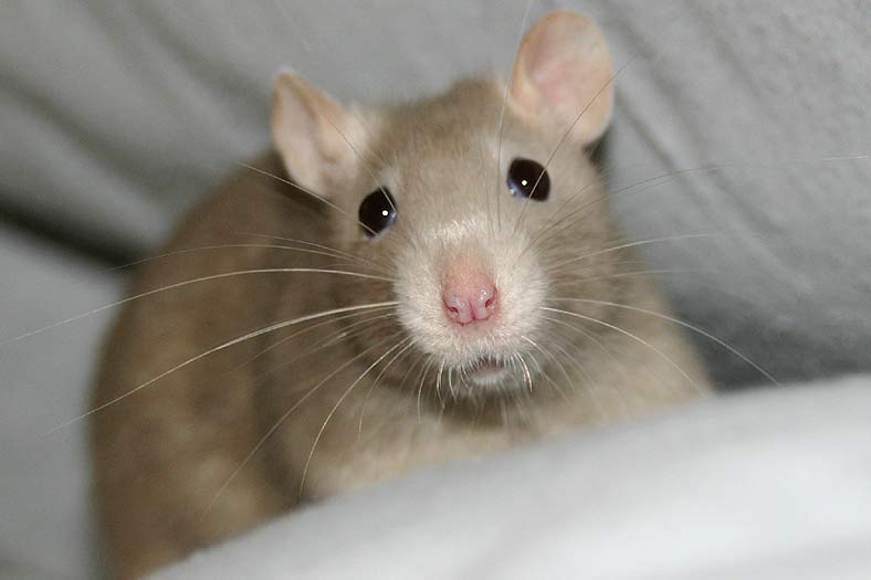 Conheça um pouco dos ratos de estimação!: Galeria de fotos