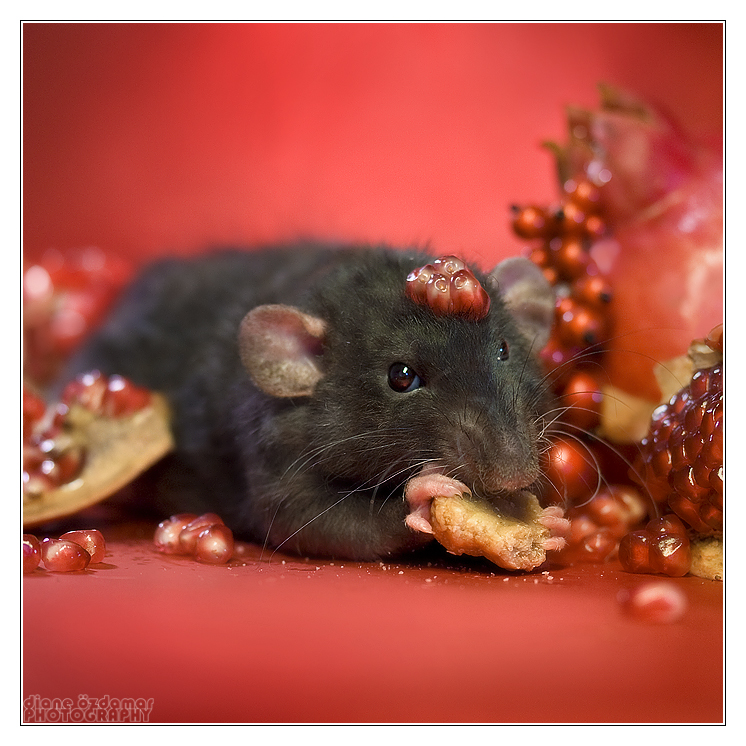 Conheça um pouco dos ratos de estimação!: Galeria de fotos