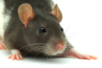 Conheça um pouco dos ratos de estimação!: Habitos