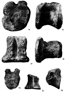 The Theropod Database Blog: The Mysterious Embasaurus