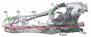 The Theropod Database Blog: Haplocheirus and support for ...