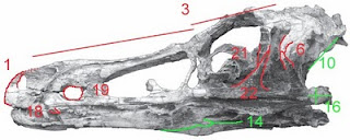 The Theropod Database Blog: Avialan alvarezsaurs I: Cranial Characters