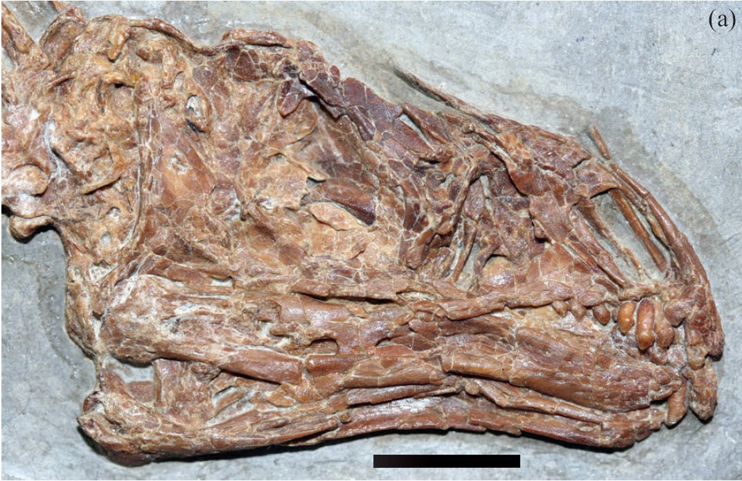 The Theropod Database Blog: Shenshiornis is *gasp* another young Sapeornis