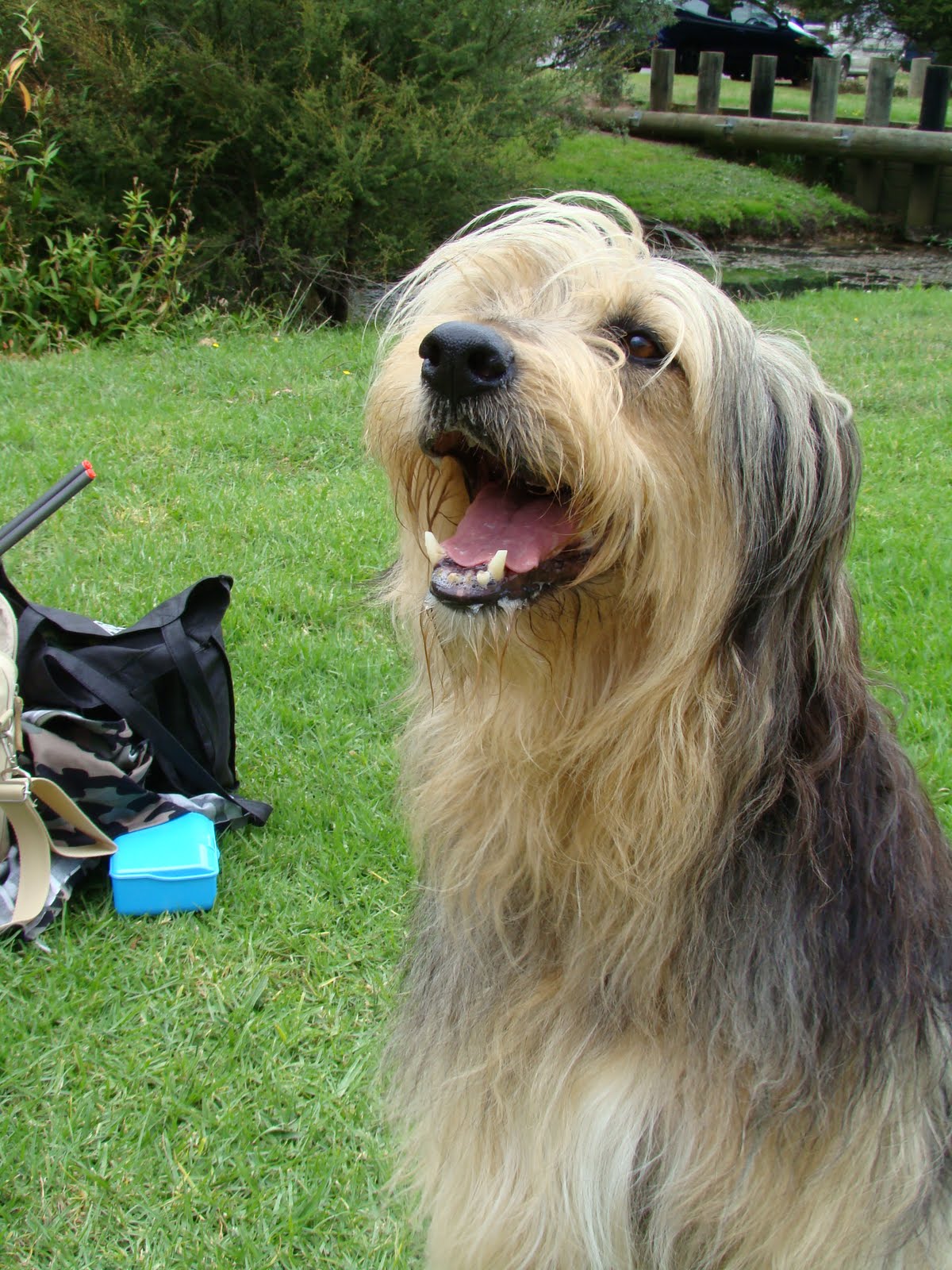 BODIE & MRS MAGOO: BARK IN THE PARK